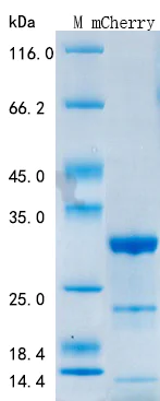 Recombinant mCherry Protein Standard (His tag) (ab316565) | Abcam
