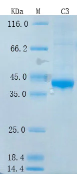 Recombinant Mouse C3 Protein Standard (His tag) (ab316375) | Abcam