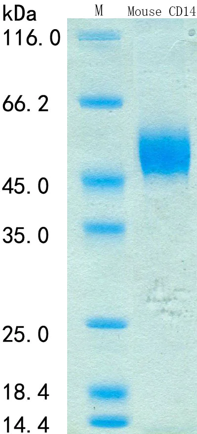 Recombinant Mouse CD14 Protein Standard (His tag) (ab316524) | Abcam