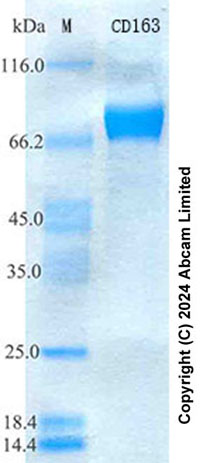 Recombinant Mouse CD163 Protein Standard (His tag) (ab322099) | Abcam