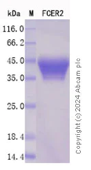 Recombinant Mouse CD23 Protein Standard (His tag) (ab316532) | Abcam