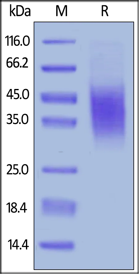 Recombinant mouse CD47 protein (Active) (ab231160) | Abcam