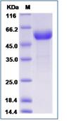 Recombinant Mouse CD8 alpha protein (Fc Chimera) (ab276832) | Abcam