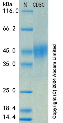 Recombinant Mouse CD80 Protein Standard (His tag) (ab322287) | Abcam