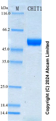 Recombinant Mouse CHIT1 Protein Standard (His tag) (ab322282) | Abcam