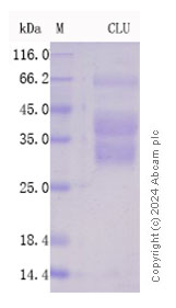 Recombinant Mouse Clusterin Protein Standard (His tag) (ab316399) | Abcam
