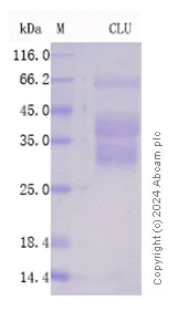 Recombinant Mouse Clusterin Protein Standard (His tag) (ab316399) | Abcam