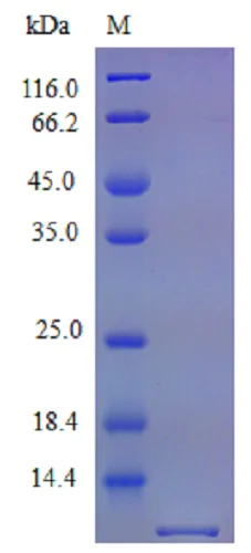 Recombinant mouse CX3CL1 protein (Active) (ab240868) | Abcam