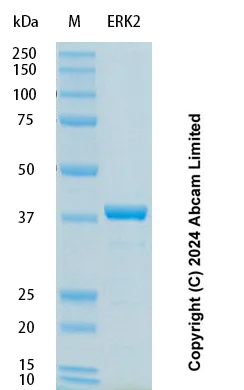 Recombinant Mouse ERK2 Protein Standard (His tag) (ab323113) | Abcam