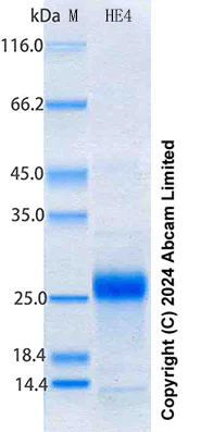 Recombinant Mouse HE4 Protein Standard (His tag) (ab316658) | Abcam