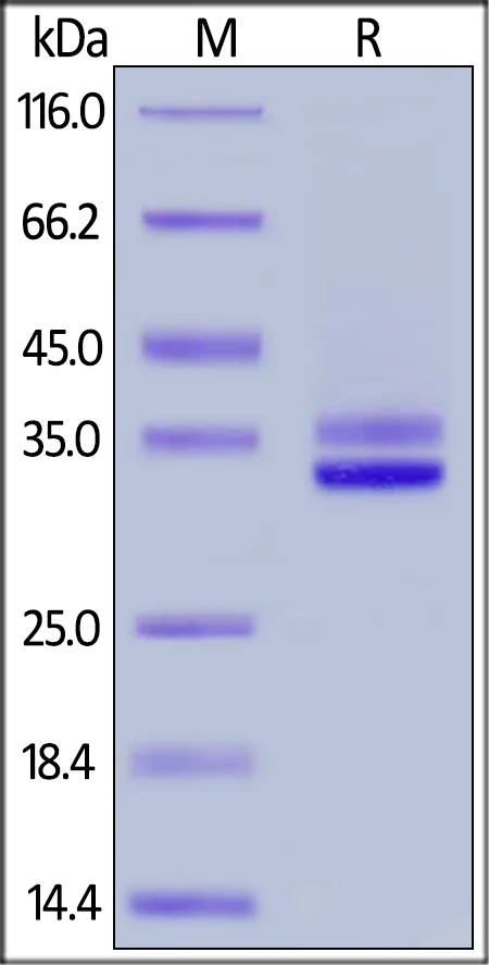 Recombinant Mouse HMGB1 protein (His tag) (ab255799) | Abcam
