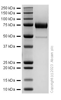 Recombinant Mouse Klotho protein (ab310803) | Abcam
