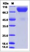 Recombinant Mouse MAG/GMA protein (His tag) (ab277003) | Abcam