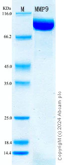 Recombinant Mouse MMP9 Protein Standard (His tag) (ab316582) | Abcam
