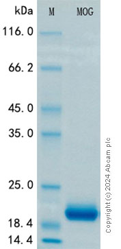 Recombinant Mouse Myelin oligodendrocyte glycoprotein Protein Standard ...
