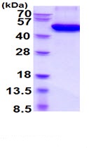 Recombinant Mouse Osteoprotegerin protein (His tag) (ab222441) | Abcam