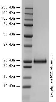 Recombinant Mouse RANKL Protein (Active) (ab307187) | Abcam