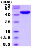 Recombinant Mouse SERPINE2/PN-1 protein (His tag) (ab222348) | Abcam