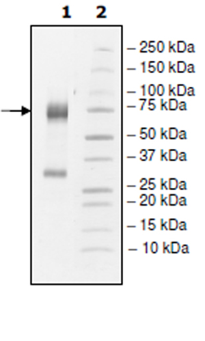 Recombinant Rabbit Angiopoietin 2/ANG2 protein (His tag) (ab271726) | Abcam