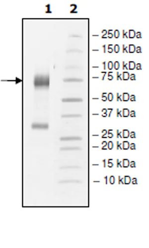 Recombinant Rabbit Angiopoietin 2/ANG2 protein (His tag) (ab271726) | Abcam