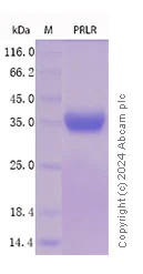 Recombinant Rat Prolactin Receptor / PRL-R Protein Standard (His tag ...