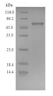 Recombinant Staphylococcus aureus Clumping factor A protein (His tag ...