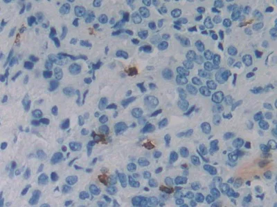 Anti-REG3G antibody (ab233480) | Abcam