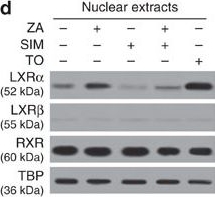 Anti-Retinoid X Receptor alpha/RXRA antibody (ab24363) | Abcam