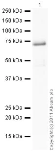 Anti-Retinoid X Receptor beta/RXRB antibody (ab5793) | Abcam