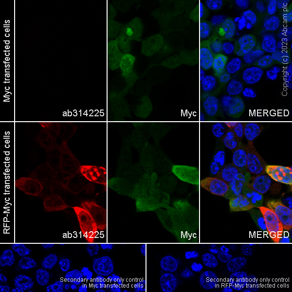 Anti-RFP antibody [EPR28246-45] Rabbit monoclonal (ab314225) | Abcam