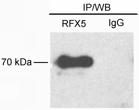Anti-RFX5 antibody (ab9255) | Abcam