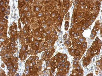 Anti-RGS1 antibody (ab154973) | Abcam