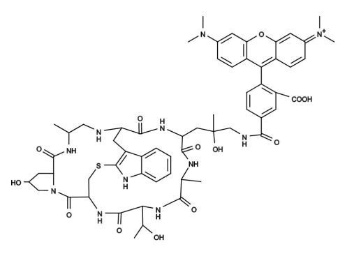 Rhodamine Phalloidin Reagent. F-actin stain. (ab235138) | Abcam