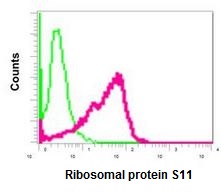 Anti-Ribosomal protein S11/RPS11 antibody [EPR11487] (ab175213) | Abcam