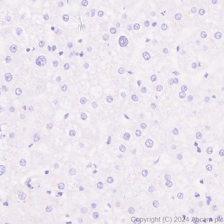 RIM1抗体[EPR29131-30] - BSA and Azide free (ab317451)| Abcam中文官网