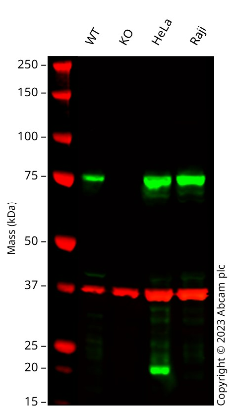 Anti-RIP antibody [EPR24883-85] (BSA and Azide free) (ab300618) | Abcam