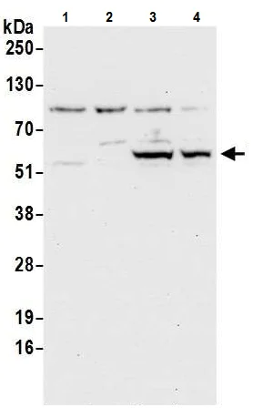 Anti-RIP3 antibody (ab226297) | Abcam