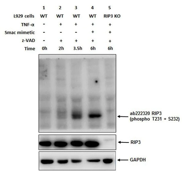 Anti-RIP3 (phospho T231 + S232) antibody [EPR19403-52] - BSA and Azide ...