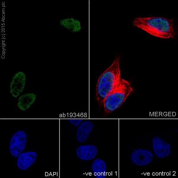 Anti-RNA polymerase II CTD repeat YSPTSPS (phospho S2) antibody ...