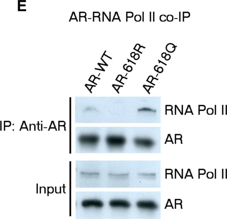 RNA polymerase II CTD repeat YSPTSPS(磷酸化S5)抗体[4H8] - ChIP Grade (ab5408 ...