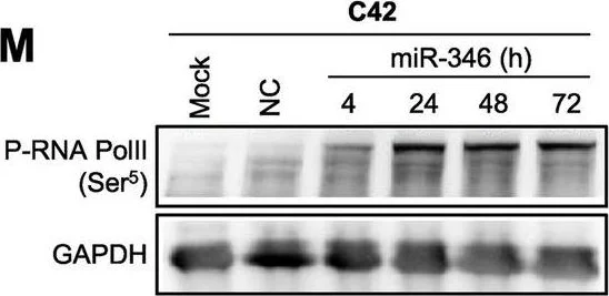 Anti-RNA polymerase II CTD repeat YSPTSPS (phospho S5) antibody [8A7 ...