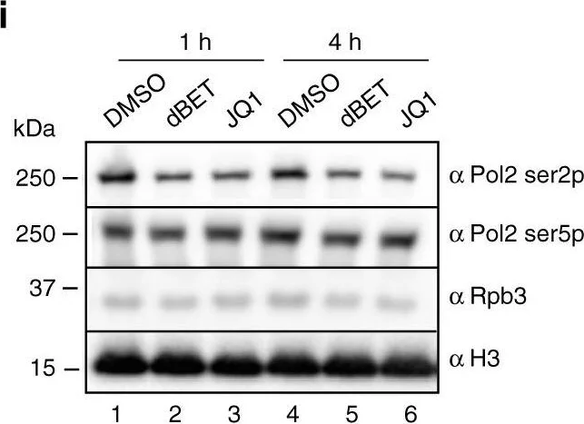 RNA pol II CTD repeat YSPTSPS (phospho S5) antibody (ab5131) | Abcam