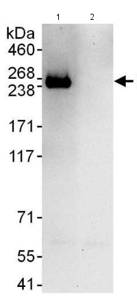 Anti-RNA polymerase II RPB1 antibody (ab140509) | Abcam