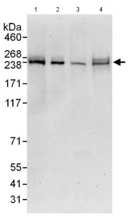 Anti-RNA polymerase II RPB1 antibody (ab140509) | Abcam