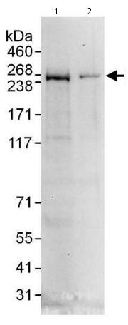 Anti-RNA polymerase II RPB1 antibody (ab140509) | Abcam