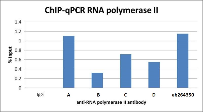 Anti-RNA polymerase II RPB1 antibody (ab264350) | Abcam
