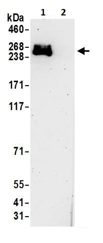 Anti-RNA polymerase II RPB1 antibody (ab264350) | Abcam