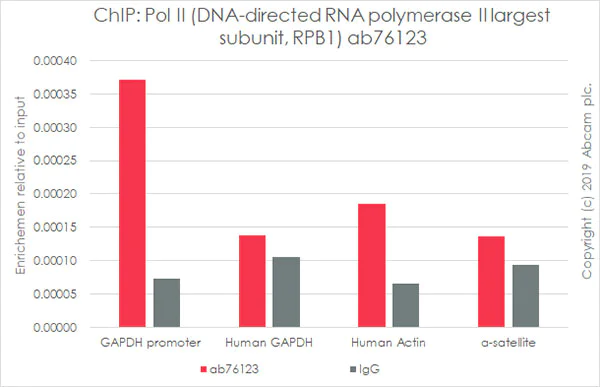Anti-RNA polymerase II RPB1 antibody [EPR1509Y] (ab76123) | Abcam