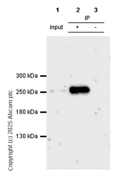 Anti-RNA polymerase II RPB1 antibody [EPR1509Y] (ab76123) | Abcam