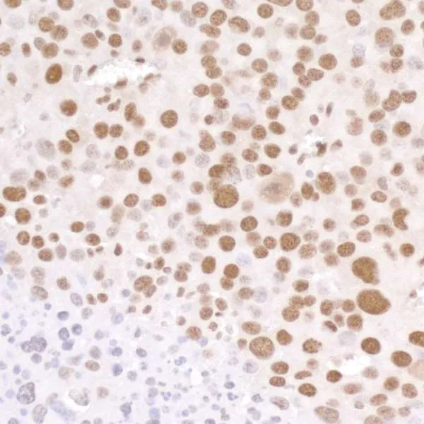 Anti-RNA polymerase II RPB1 (phospho S5) antibody (ab240740) | Abcam